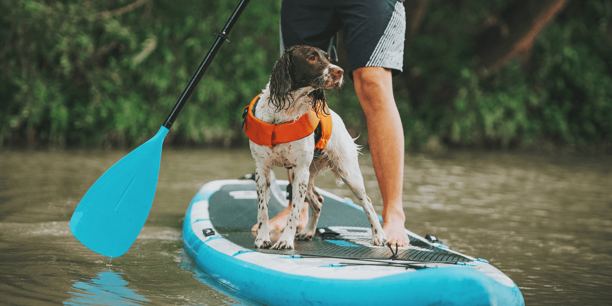 Paddleboarding With Your Dog - A Beginner’s Guide – Bluefin SUP